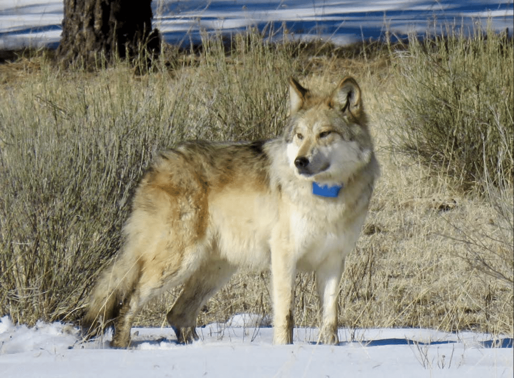 Wolves and Humans Can Coexist, Efforts Across the U.S. Borderlands Show ...